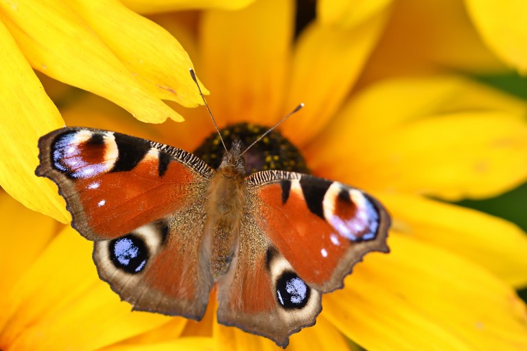Bees, Butterflies, and Book Nooks: My Sunny Sanctuary – Jacqueline P ...