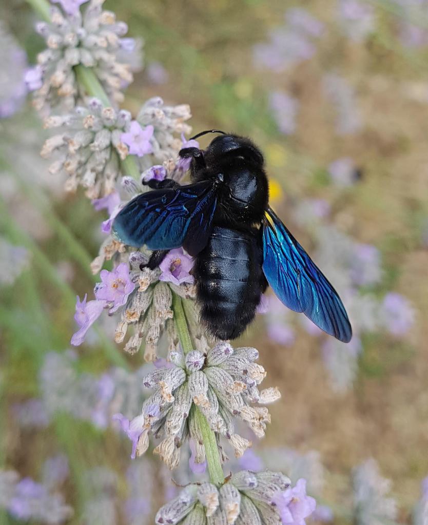 Bees, Butterflies, and Book Nooks: My Sunny Sanctuary – Jacqueline P ...